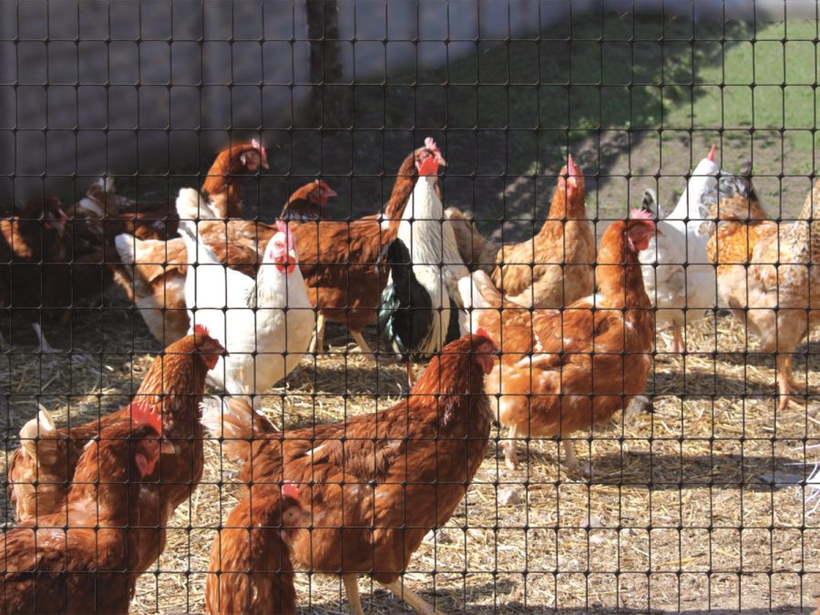 Agriculture & Breeding - Mesh4